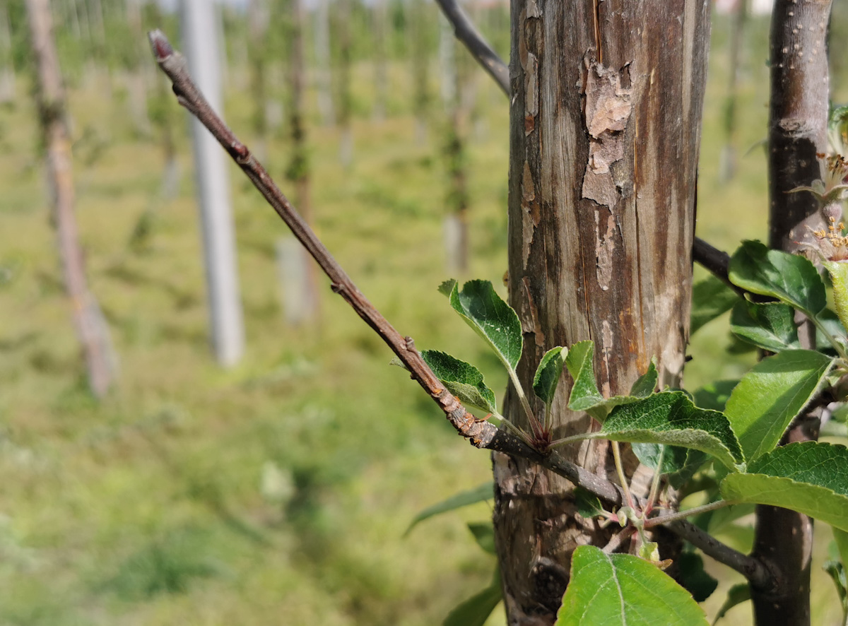 Gala – częściej obserwowane choroby kory i drewna - Sad24.pl