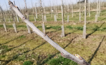 Sadownictwo - Portal sadowniczy dla profesjonalistów - Sad24.pl